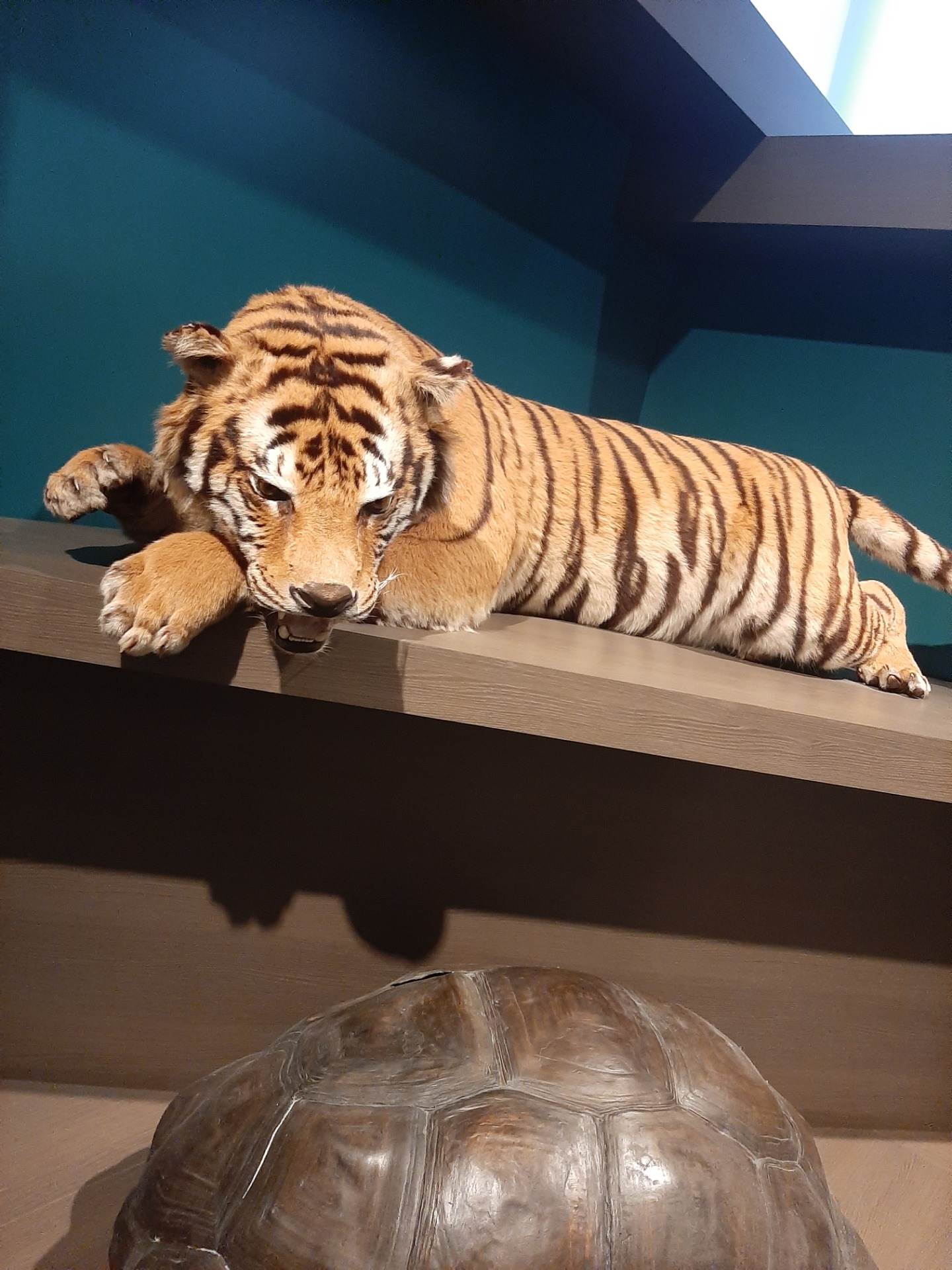 Uitstap Dinomuseum en museum van Kunst en geschiedenis :: Alana-ophals